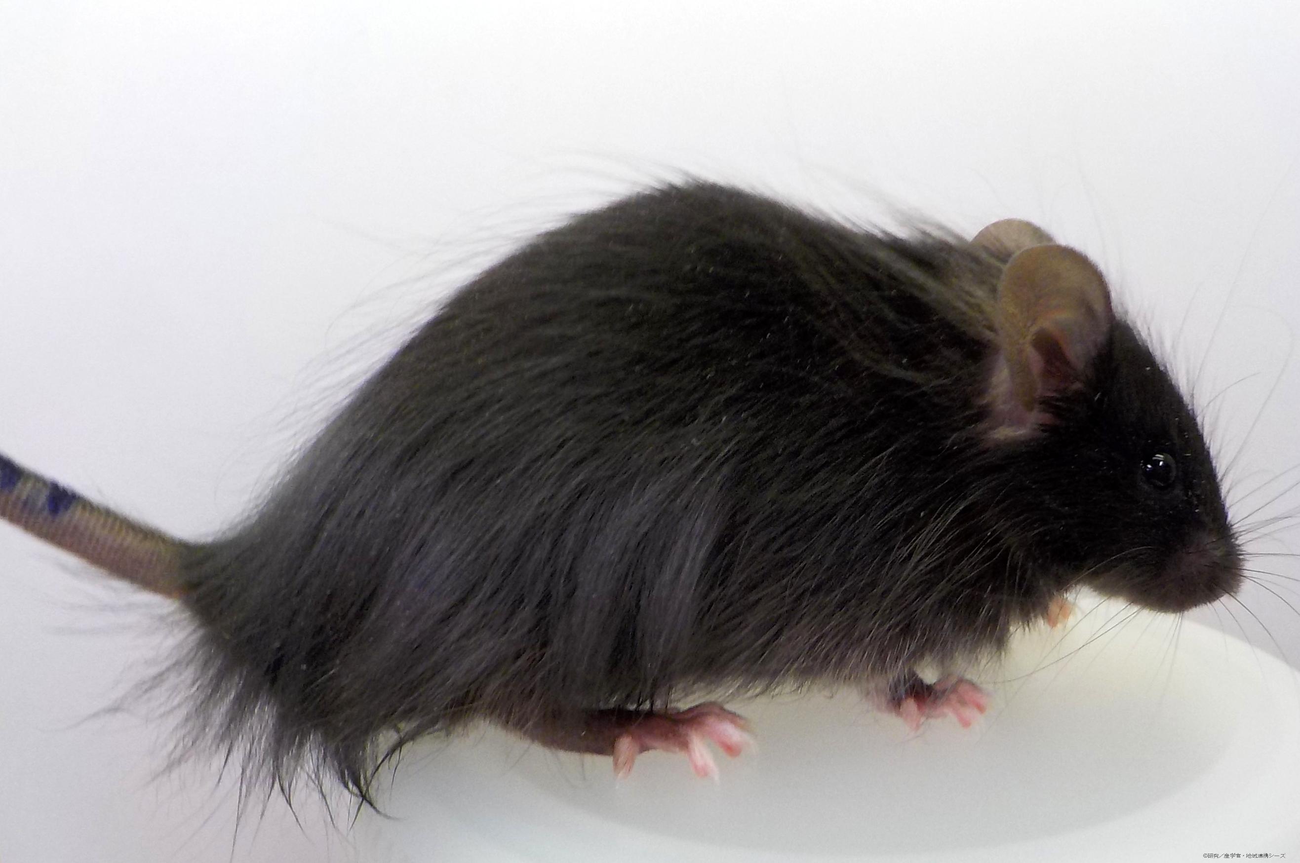 東京農業大学｜研究／産学官・地域連携シーズ｜Fgf5の変異を介した長毛化と、その性差を引き起こすメカニズムの解明