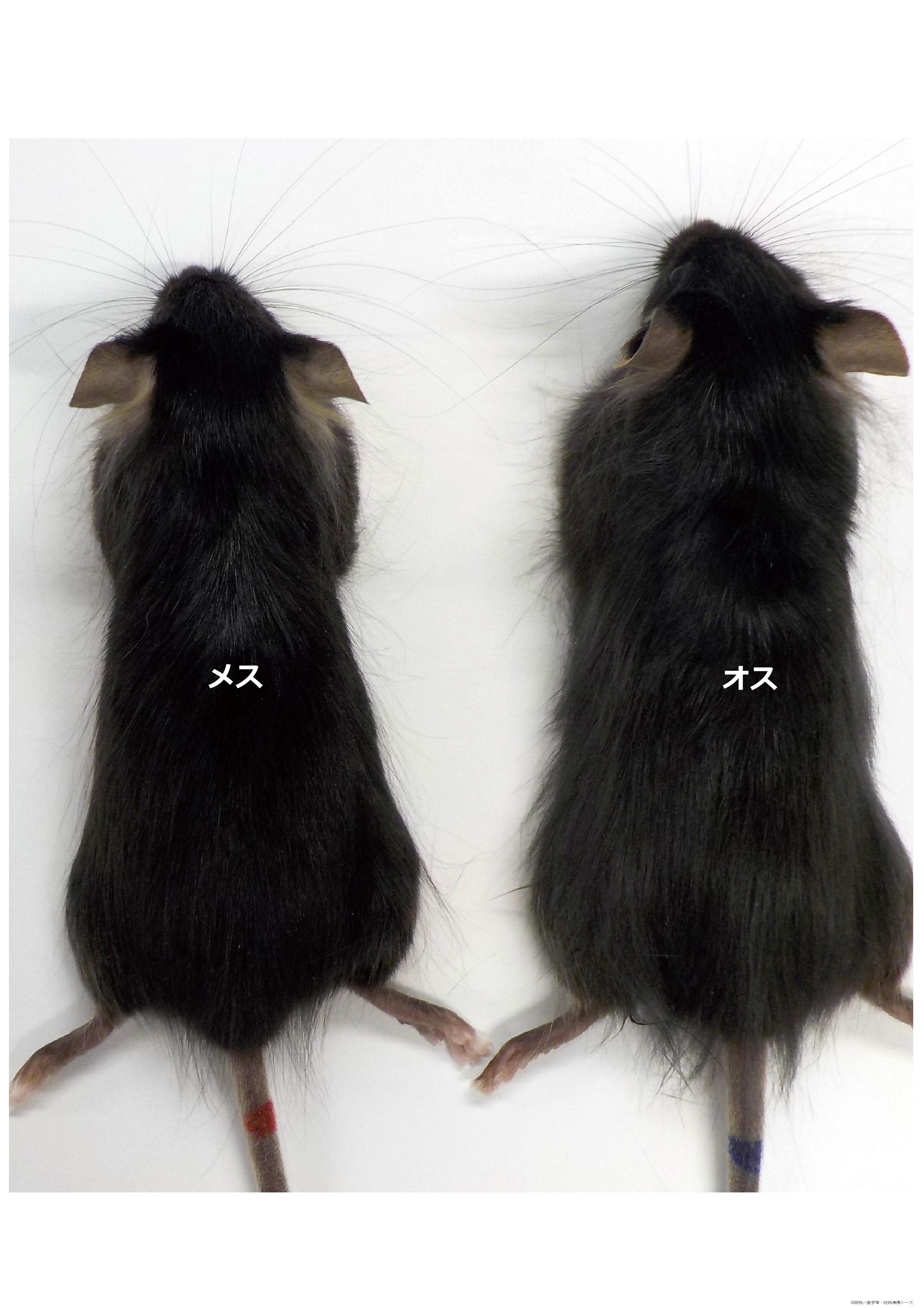 東京農業大学｜研究／産学官・地域連携シーズ｜Fgf5の変異を介した長毛化と、その性差を引き起こすメカニズムの解明